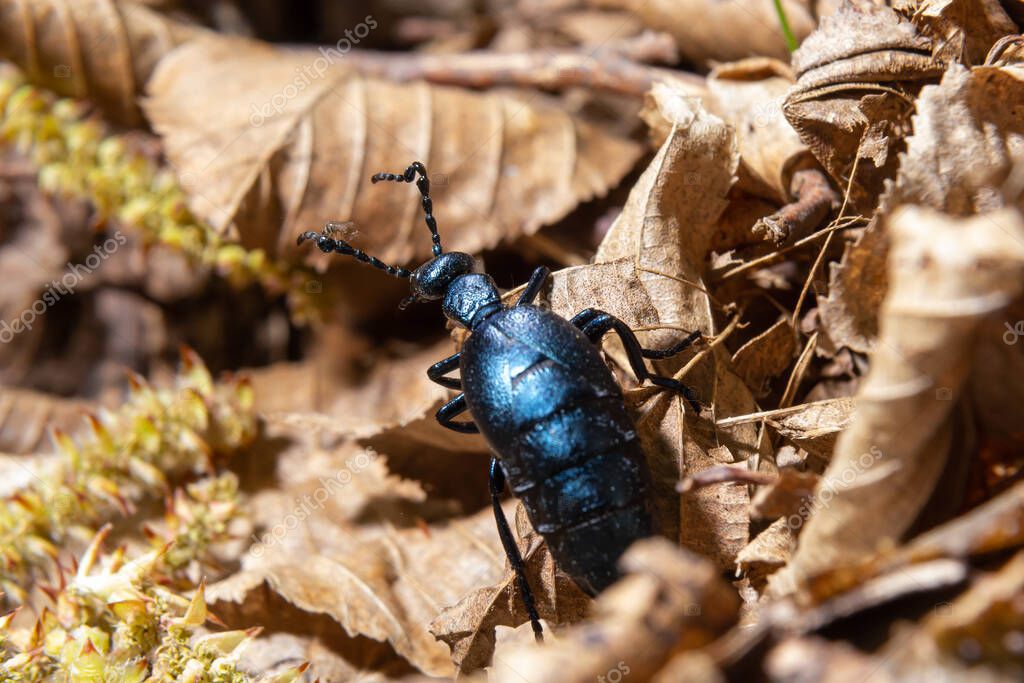 Meloe violaceus es una especie de coleóptero de la familia Meloidae ...