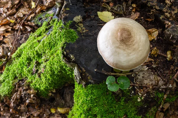 Volvariella gloiocephala también se conoce como hongo grande vaina ...