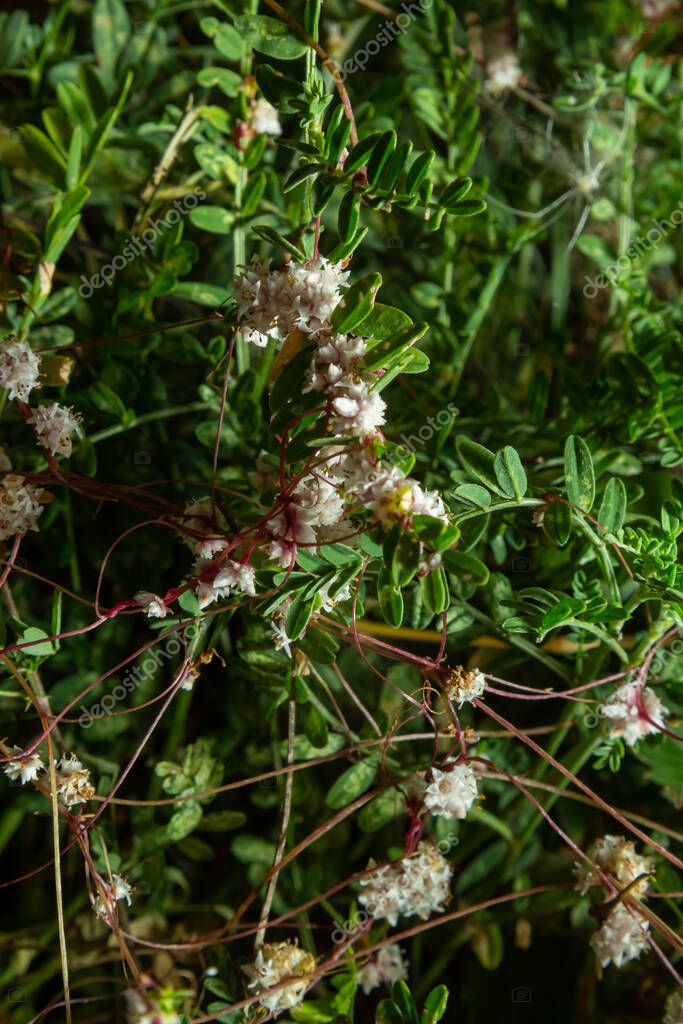 Flora of Gran Canaria - thread-like tangled stems of Cuscuta ...