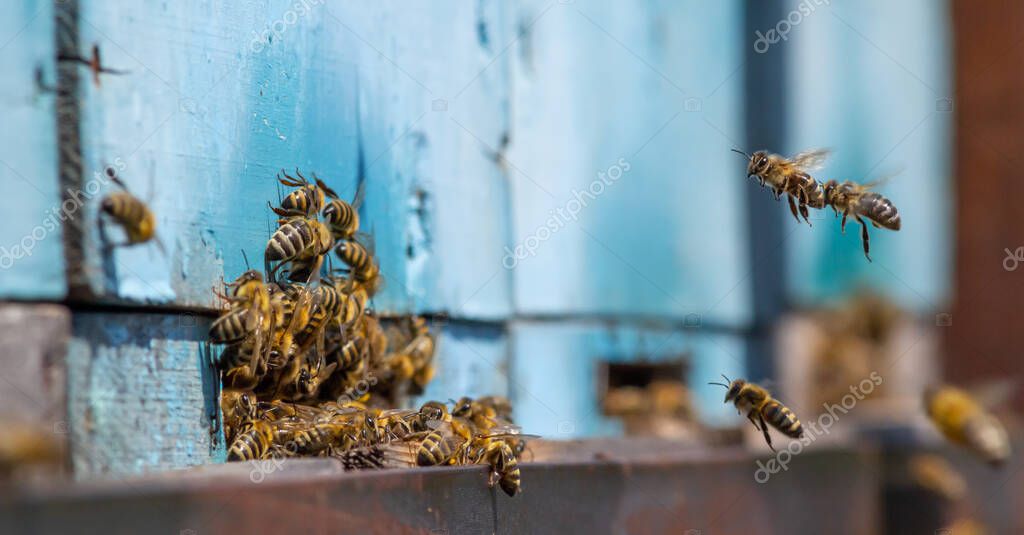 Muchas abejas regresan a la colmena y entran a la colmena con néctar ...