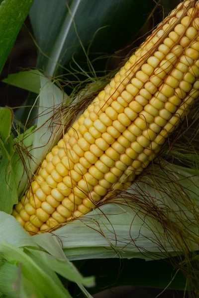 Corn cob in a corn plantation. Main focus is on the corncob. Young and ...