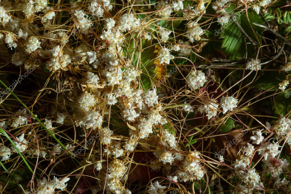 Flora of Gran Canaria - thread-like tangled stems of Cuscuta ...