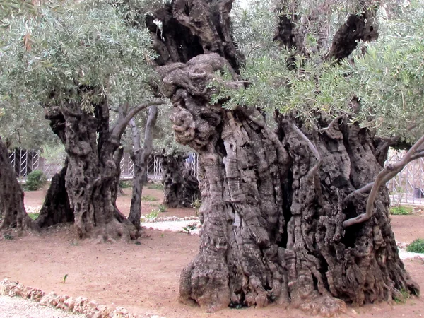 Tree of judea Stock Photos, Royalty Free Tree of judea Images ...