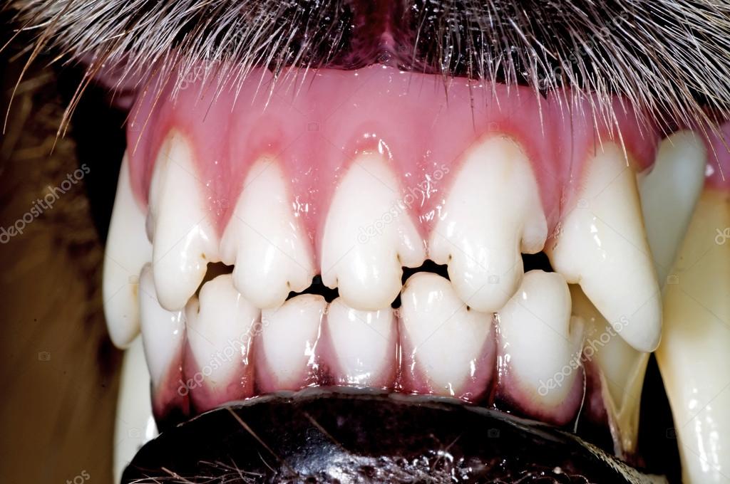 Puppy Teeth Jagged at Luther Keith blog