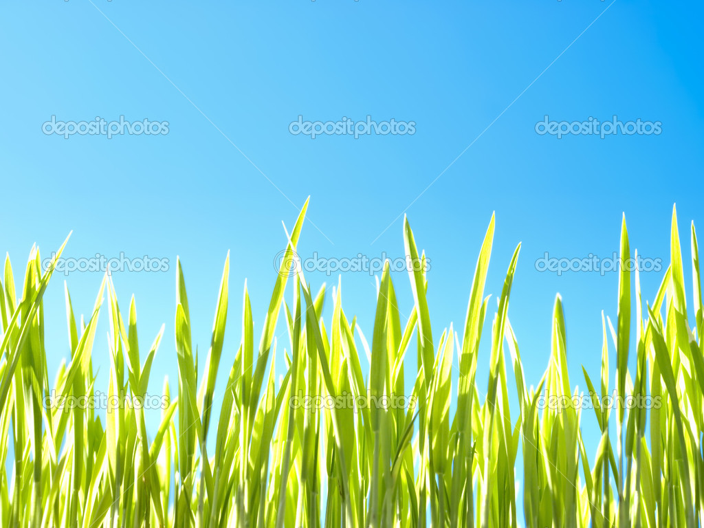 Macro rice seedlings. Stock Photo by ©thaikrit 47235637