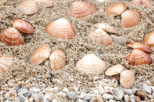 Shellfish bed Stock Photos, Royalty Free Shellfish bed Images ...