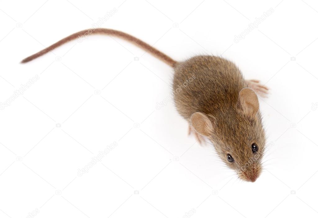 Casa del ratón mirando hacia arriba (Mus musculus) 2022