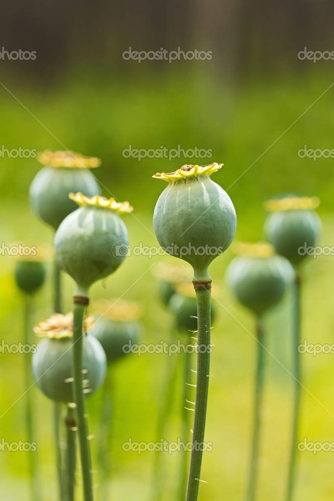 Papaver Somniferum Pods