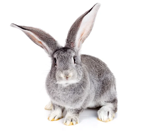 Grey rabbit on white background Stock Photo by ©icefront 55950389