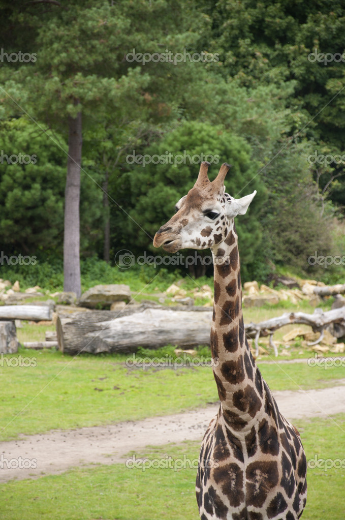 Giraffe — Stock Photo © kdreams02 #45323721