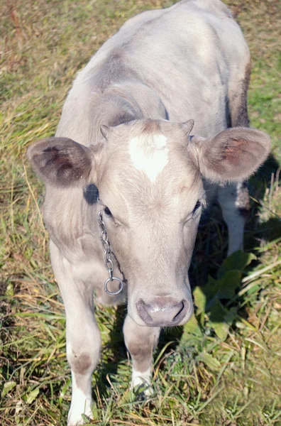 Vaca doce Stock Photos, Royalty Free Vaca doce Images | Depositphotos