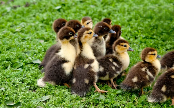 Mother duck and chickens Stock Photos, Royalty Free Mother duck and ...