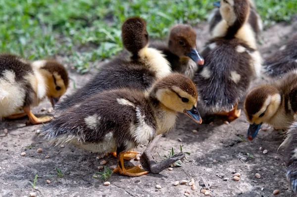 Siete patitos Stock Photos, Royalty Free Siete patitos Images | Depositphotos