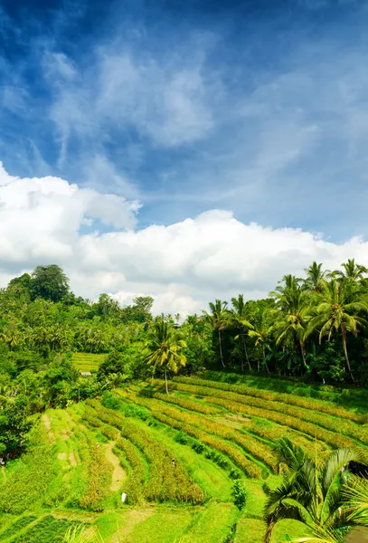 Bali land Stock Photos, Royalty Free Bali land Images | Depositphotos®