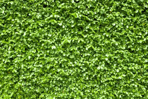 Green box hedge background with green leaves Stock Photo by ©tiler84 ...