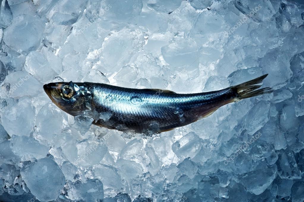 Hering — Stockfoto © Ivankmit #16495601