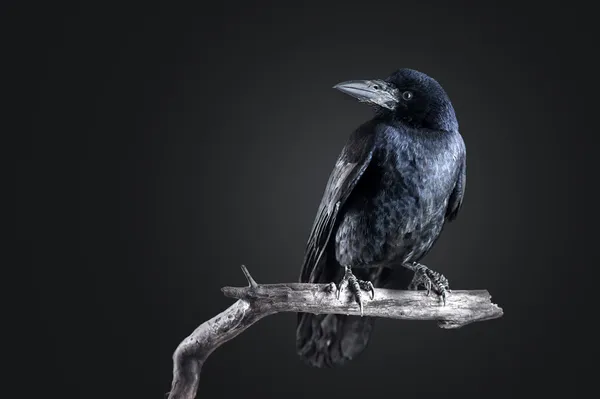 Crow Stock Photos, Royalty Free Crow Images | Depositphotos