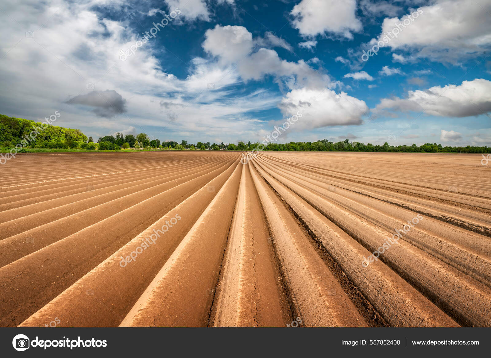 Agricultural field with even rows in the spring — Stock Photo ...
