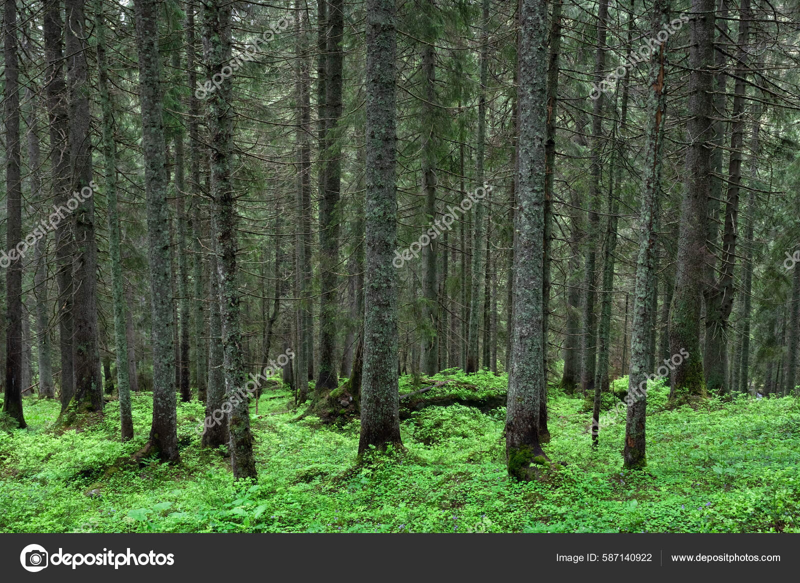 Beautiful Summer Evergreen Forest Pine Trees Lush Grass Nature Background — Stock Photo ...