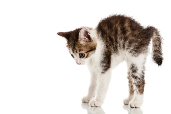 A frightened animal Stock Photos, Royalty Free A frightened animal ...