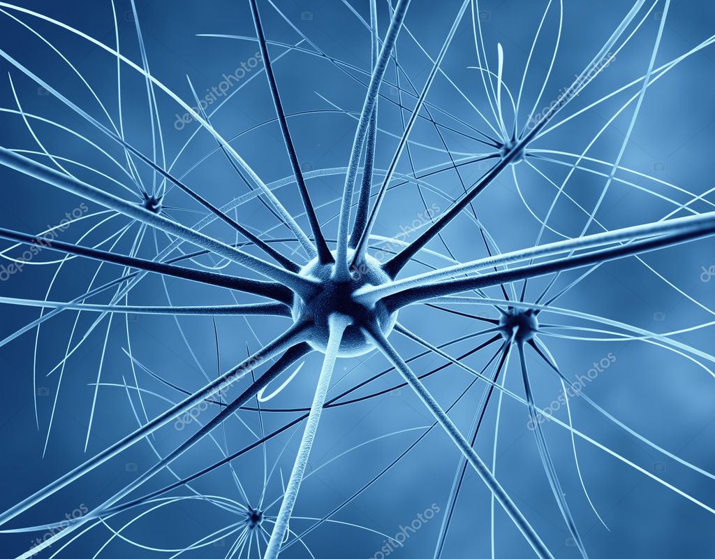 Las neuronas cerebrales y el sistema nervioso 2022