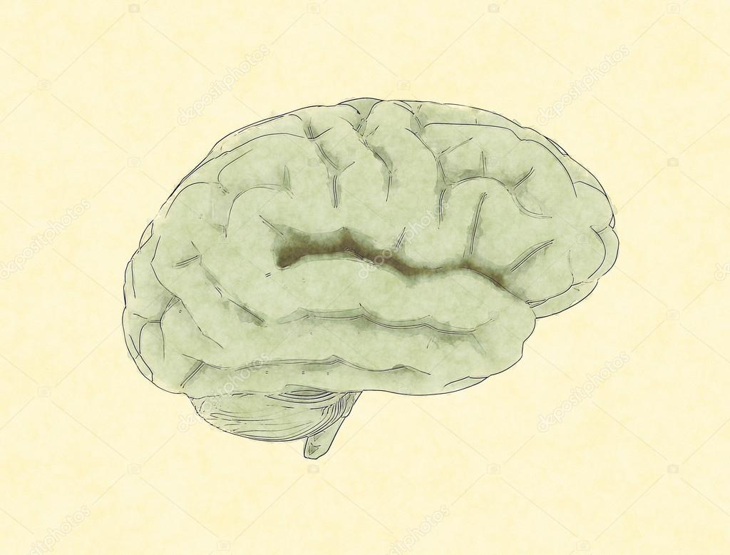 Human Brain Painting