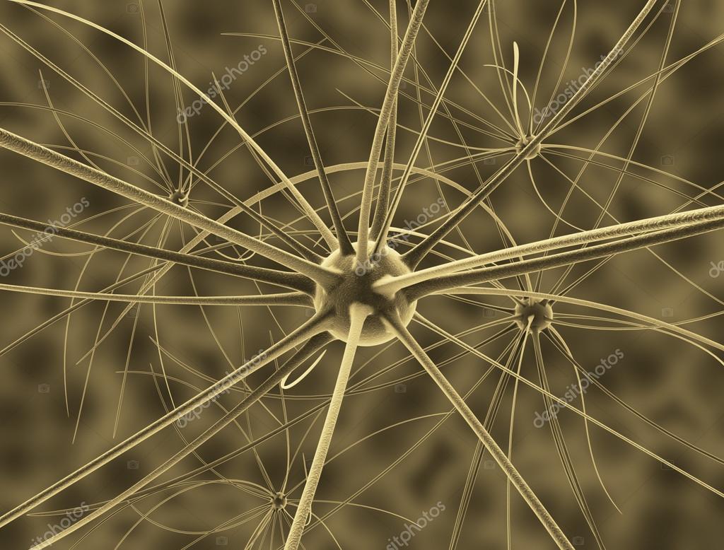 Las neuronas cerebrales y el sistema nervioso 2022