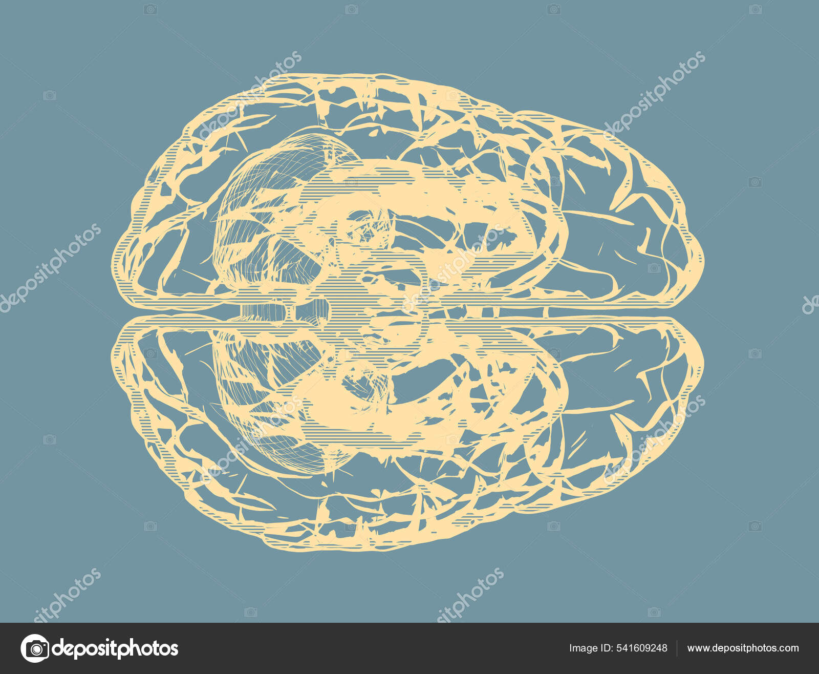 Human Brain Side View Blue Render Isolated White — Stock Photo © Jezper ...