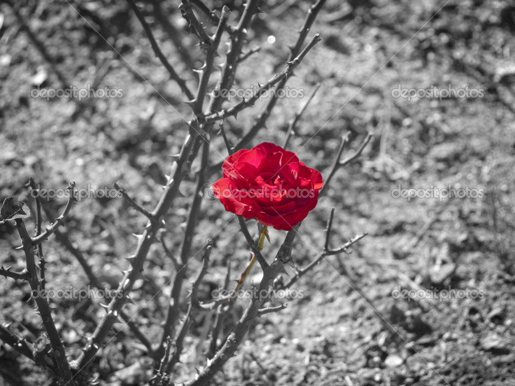 Red Rose — Stock Photo © Razvodovska #34277523