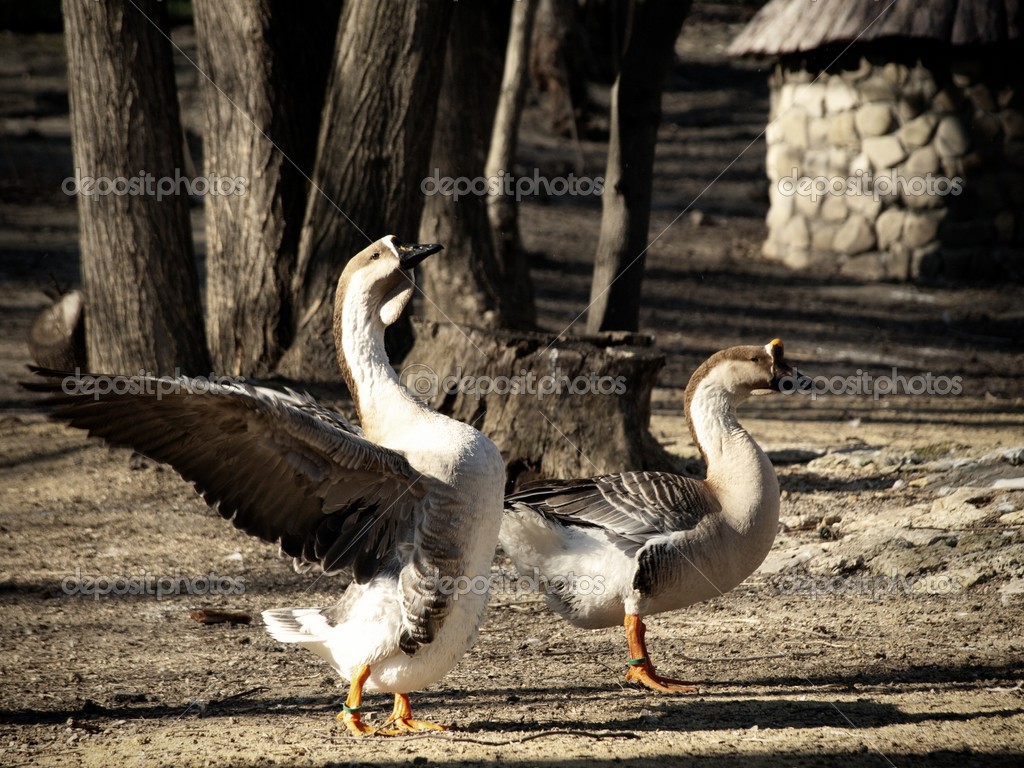 Two Ducks Stock Photo by ©Razvodovska 43579635