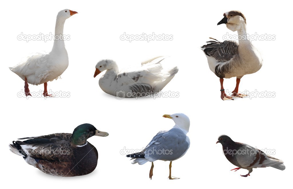 Bird Set Stock Photo by ©Razvodovska 43579685