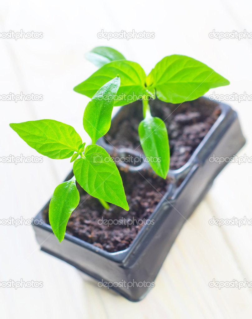 Seedling Stock Photo by ©tycoon 22825378