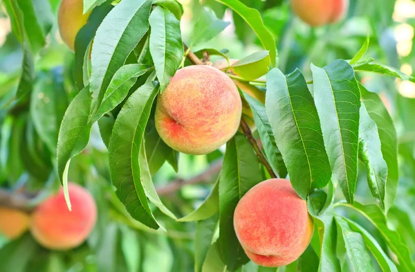 Peach on the tree Stock Photo by ©tycoon 14313363