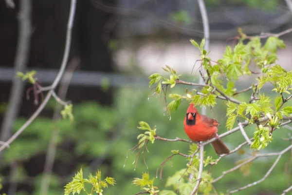 Cardinals in spring Stock Photos, Royalty Free Cardinals in spring ...
