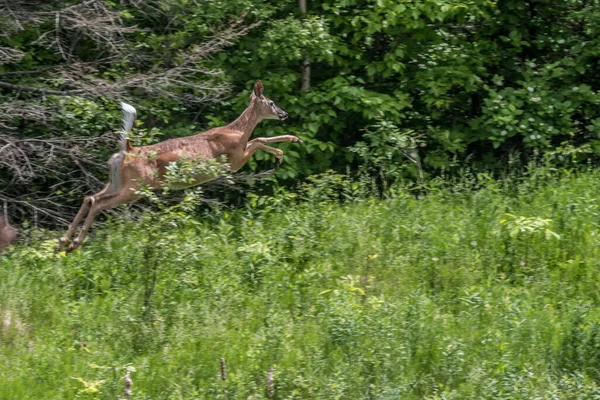 Whitetail Deer Jumping