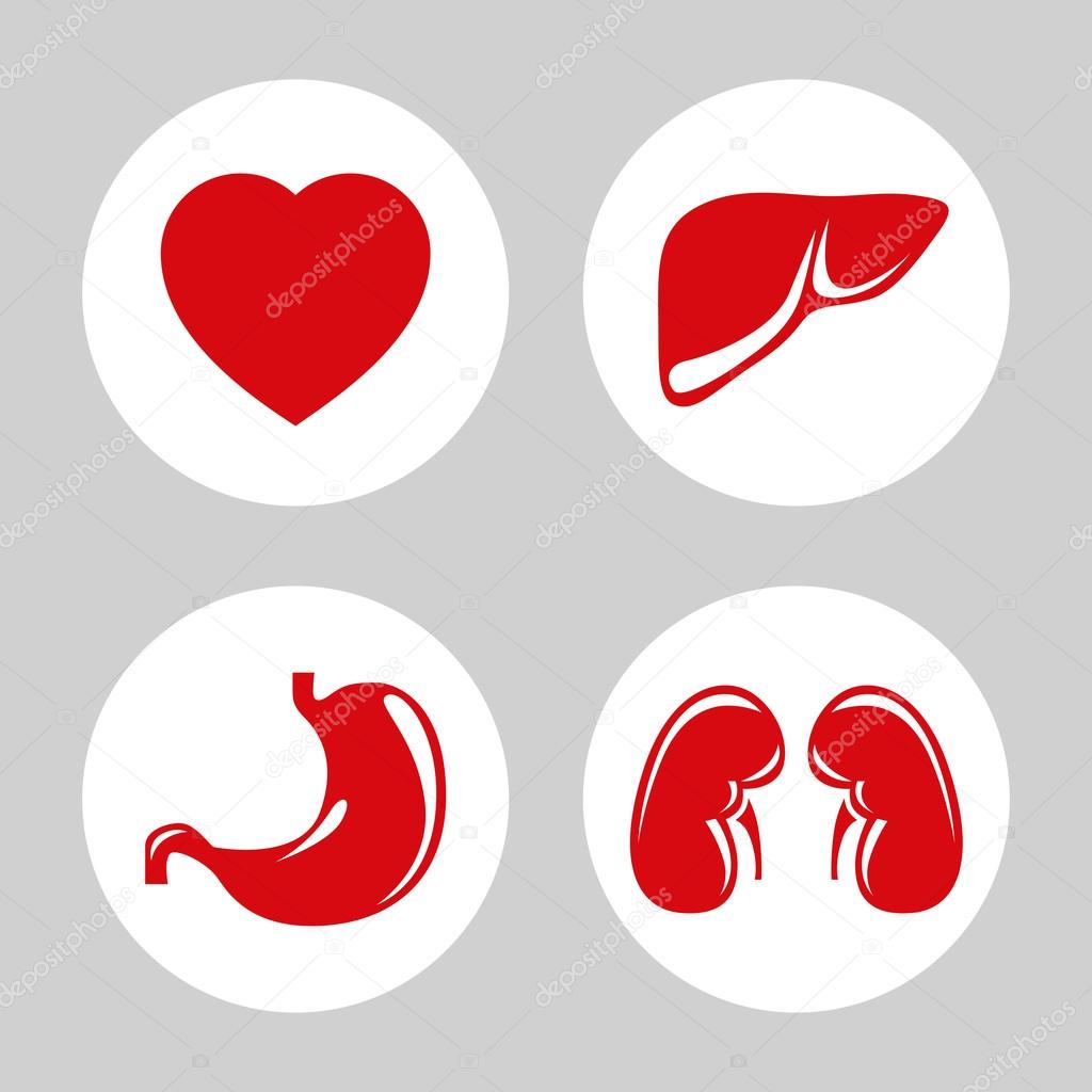 Human internal organs vector icons set. Stock Vector Image by ©Ostapius ... Human internal organs vector icons set. Stock Vector Image by ©Ostapius ...