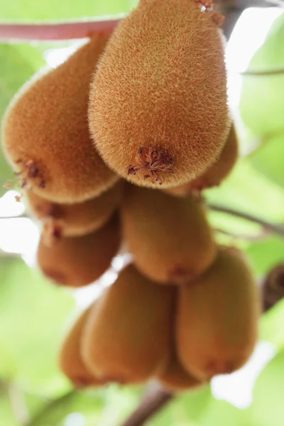 Mochi tree Stock Photos, Royalty Free Mochi tree Images | Depositphotos