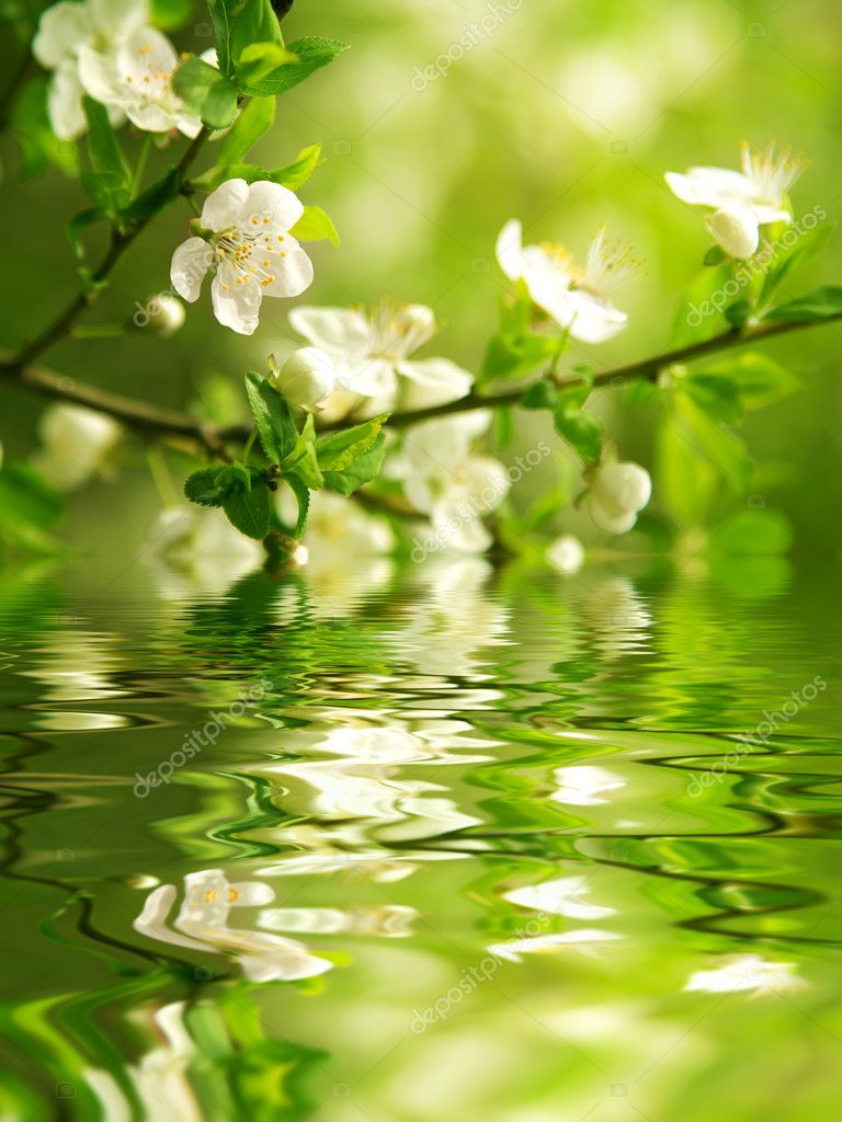 Flowering branch — Stock Photo © yelenayemchuk #18982253