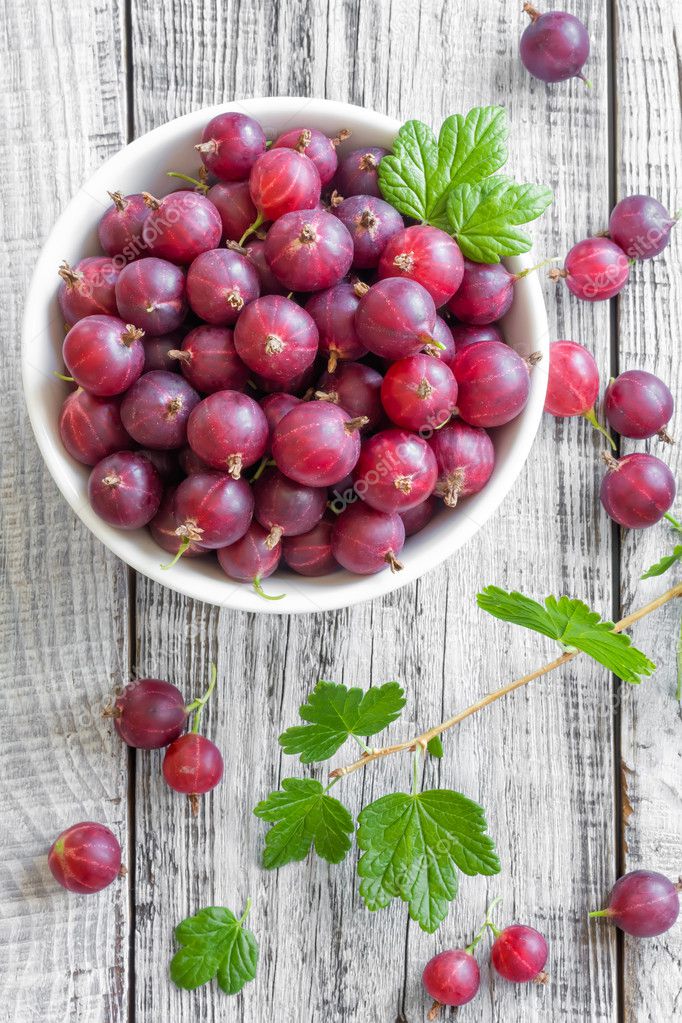 Gooseberry Stock Photo by ©yelenayemchuk 49451645
