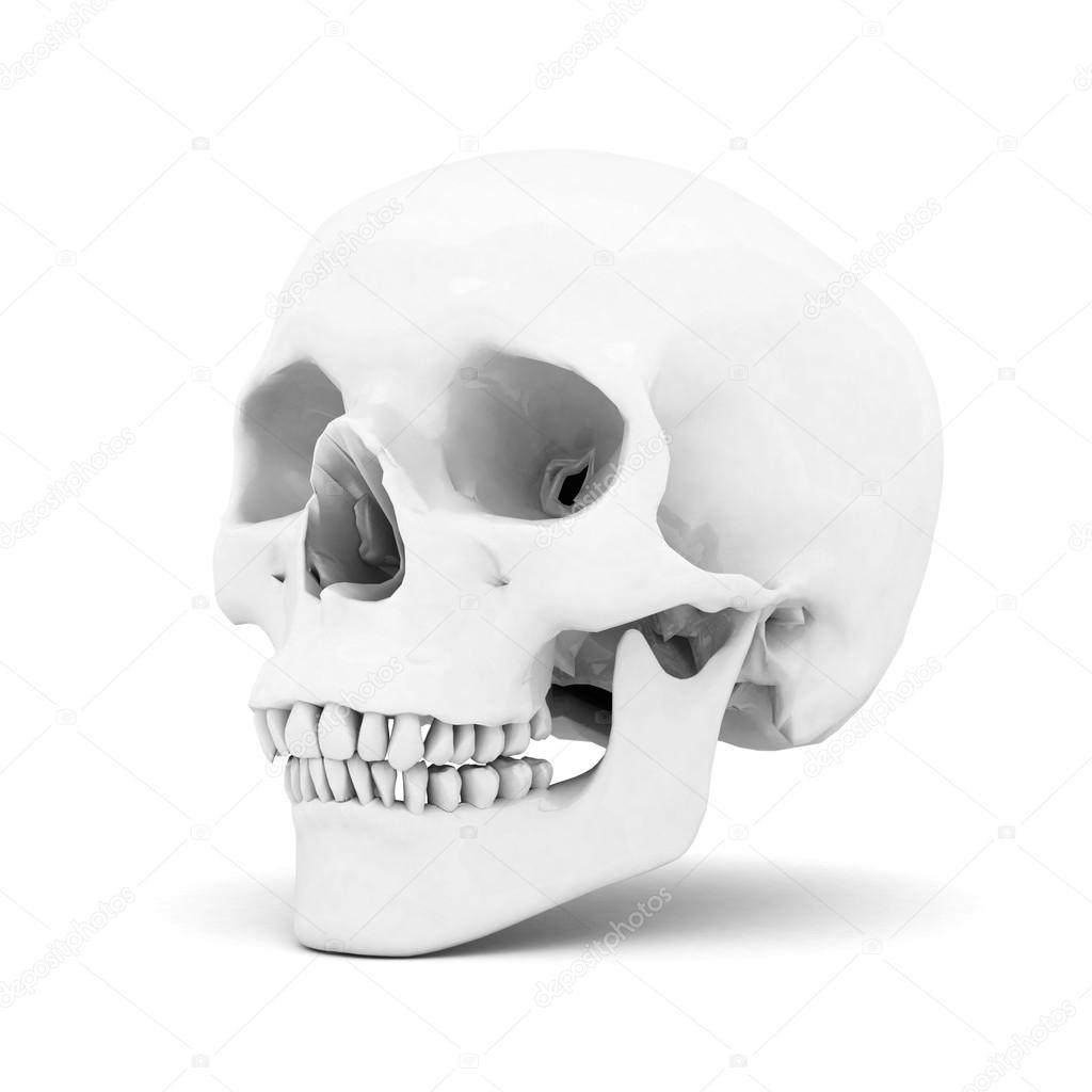 White skull Stock Photo by ©MrGarry 13513490
