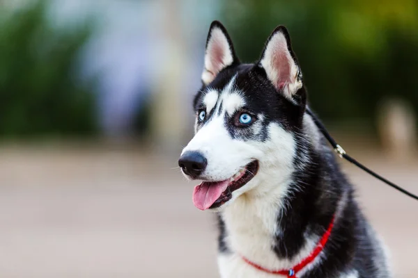 Purebred Siberian Husky — Stock Photo © MrGarry #30034273