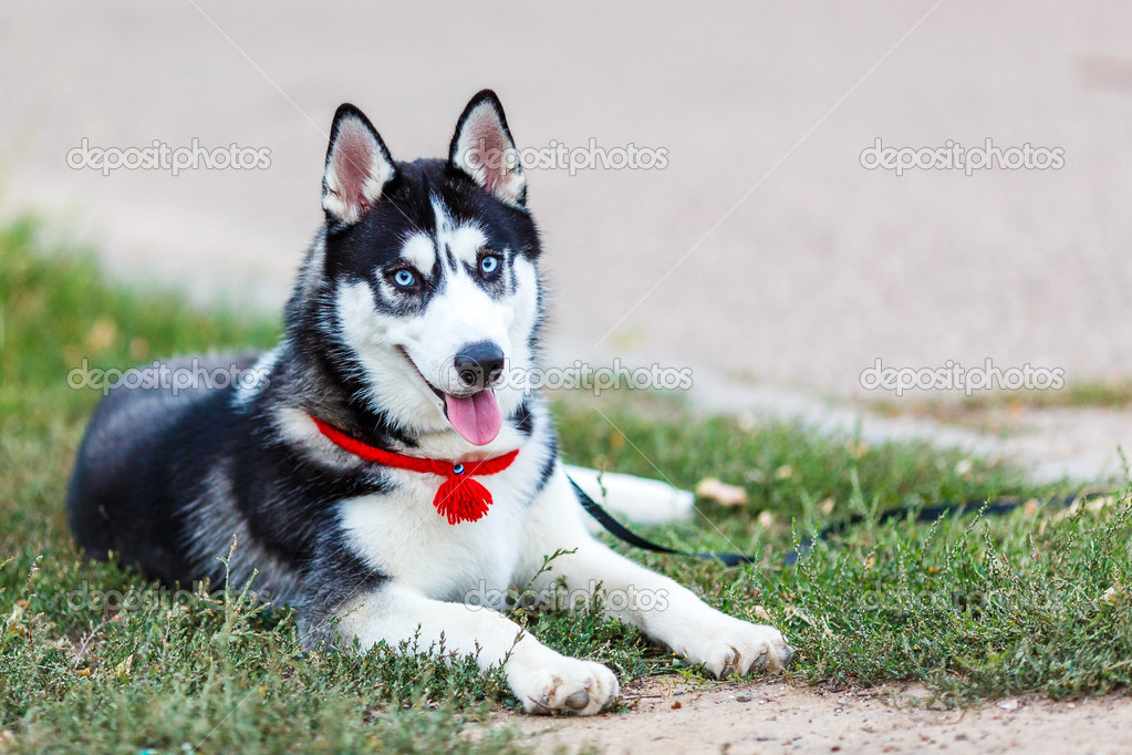 Purebred Siberian Husky — Stock Photo © MrGarry #30034273