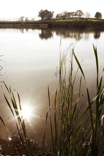 Pond Stock Photos, Royalty Free Pond Images | Depositphotos