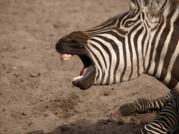 Laughing zebra Stock Photos, Royalty Free Laughing zebra Images ...
