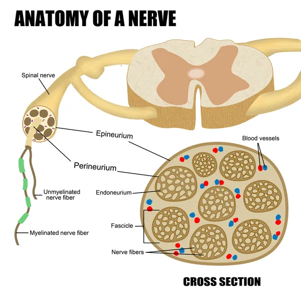 Nerve anatomy Stock Photos, Royalty Free Nerve anatomy Images ...