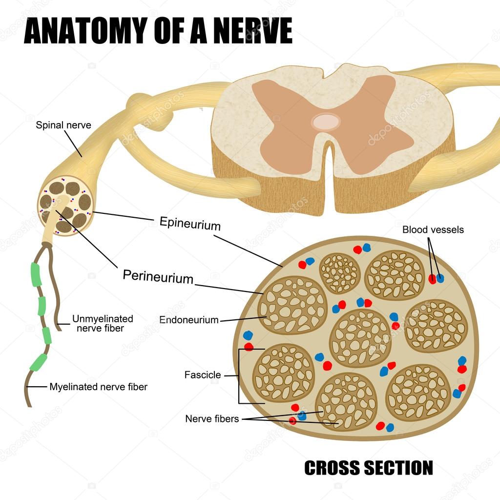 Anatomi av en nerv — stockillustration av ©roxanabalint #21694619