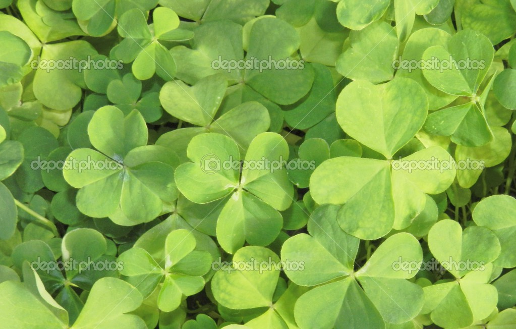 Three leaf clovers Stock Photo by ©roxanabalint 35132123