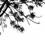 Free Stock photo of Tracery of tree branches | Photoeverywhere