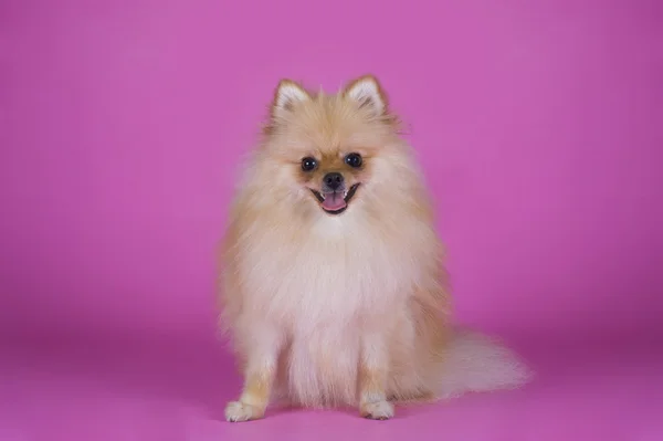 Perrita rosa fotos de stock, imágenes de Perrita rosa sin royalties ...