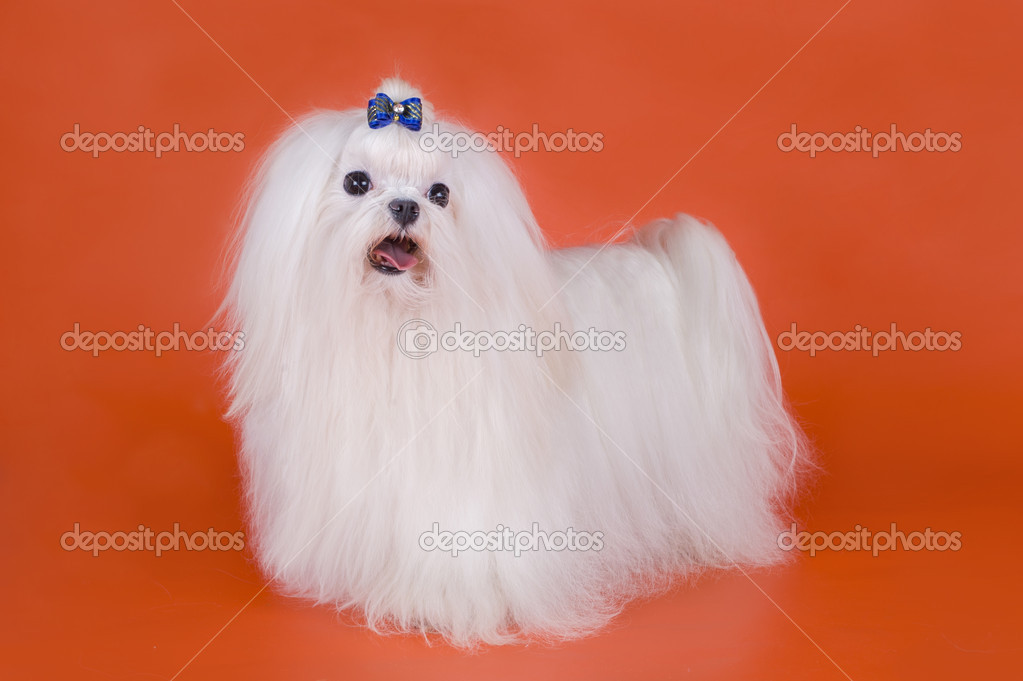 Maltese on a red background Stock Photo by ©kuban_girl 51450199